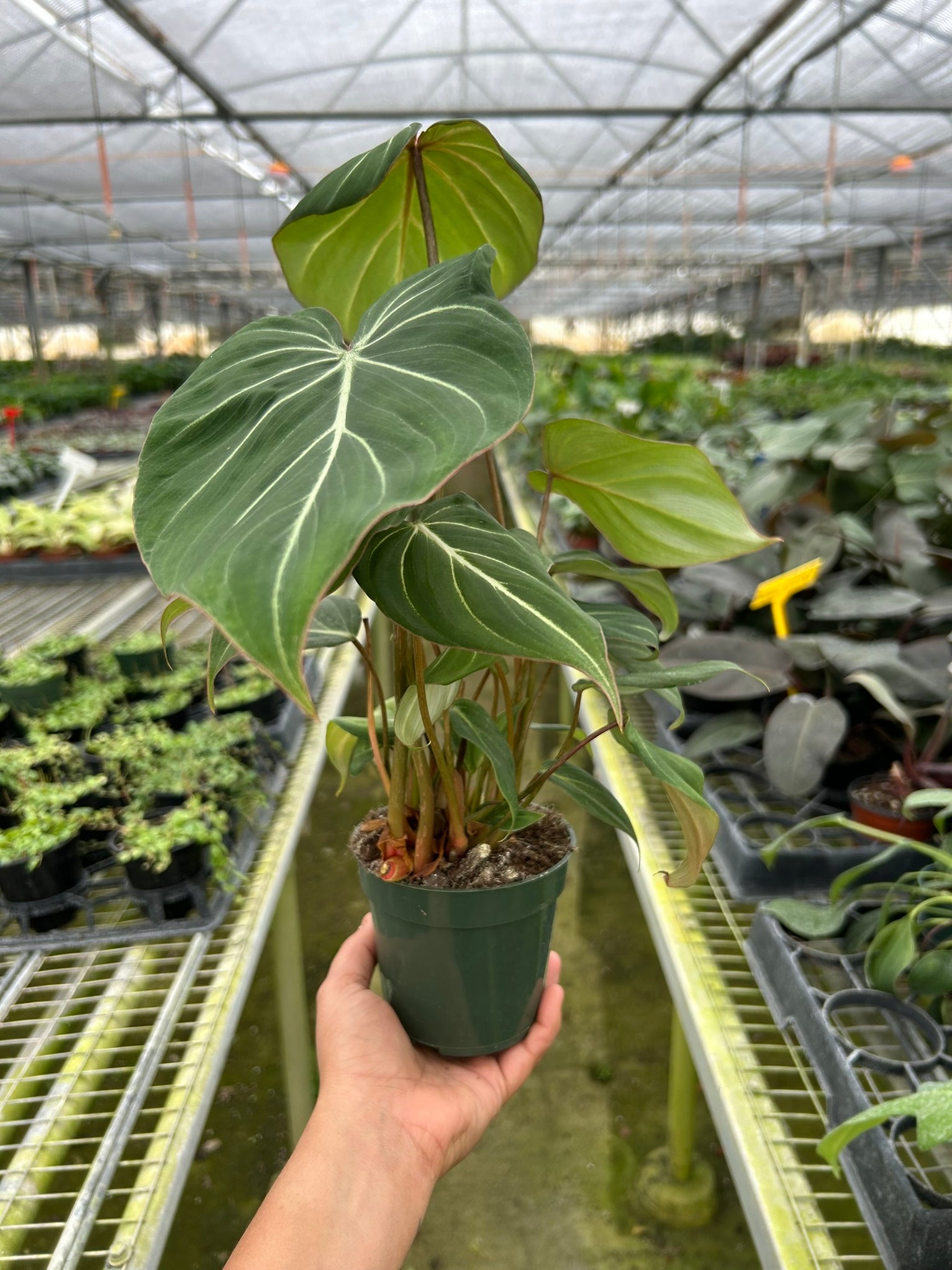 Philodendron 'Gloriosum' — house-plant-west