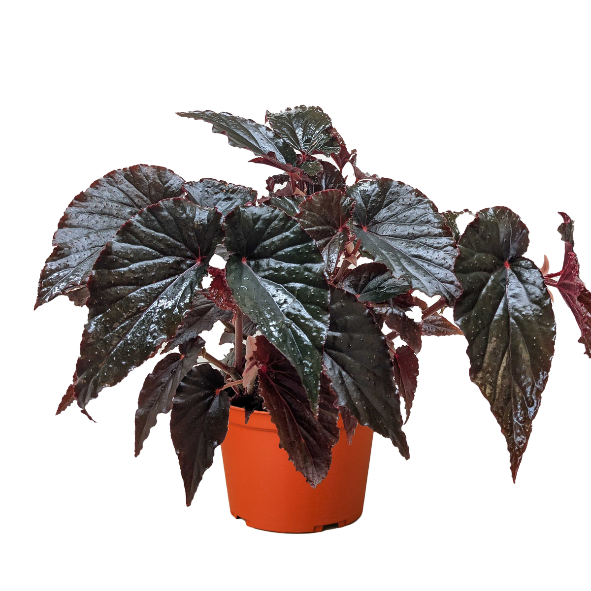 Begonia 'Black Magic' — house-plant-west