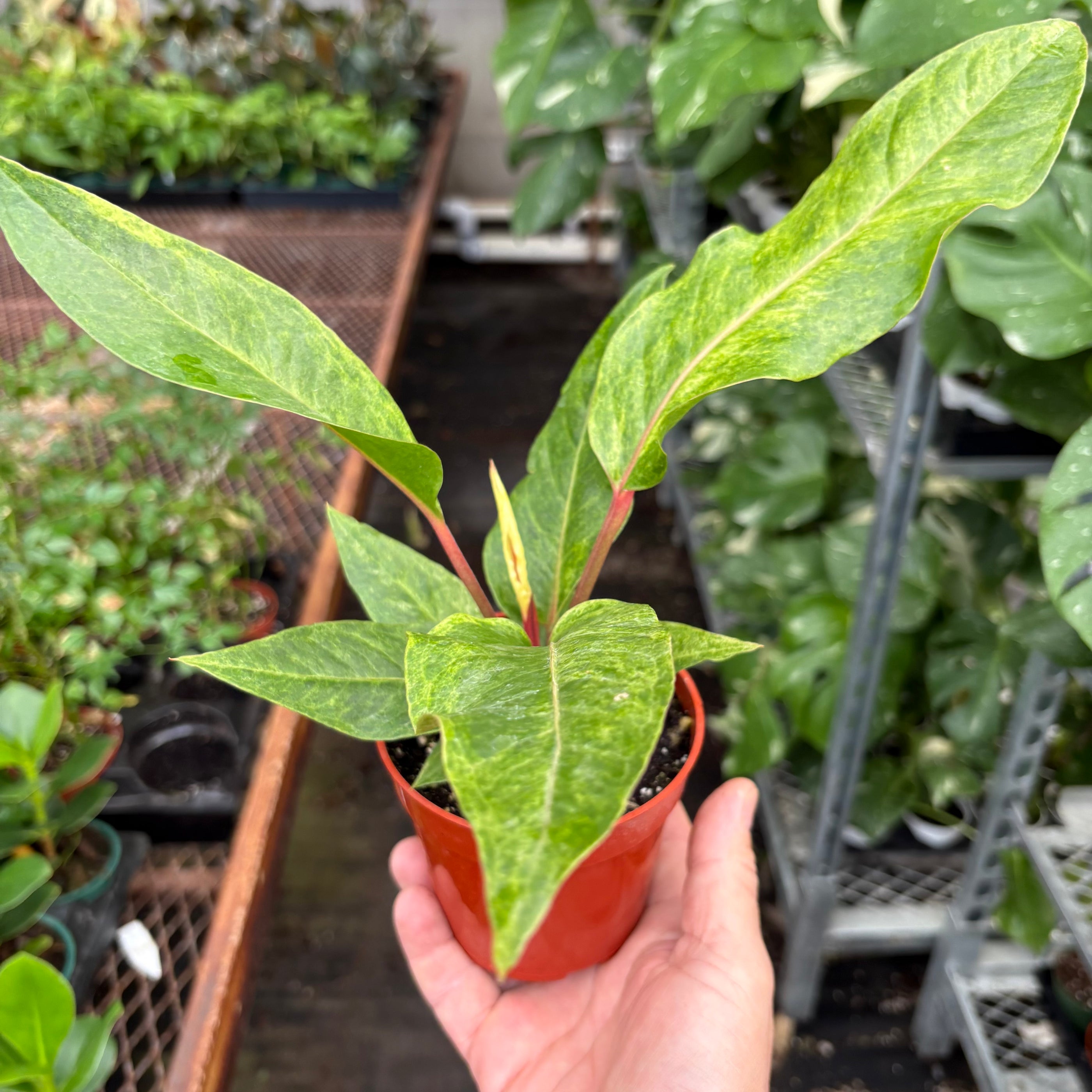 Anthurium 'Renaissance' | Indoor Plant | Tropical Plant | Potted Plant ...