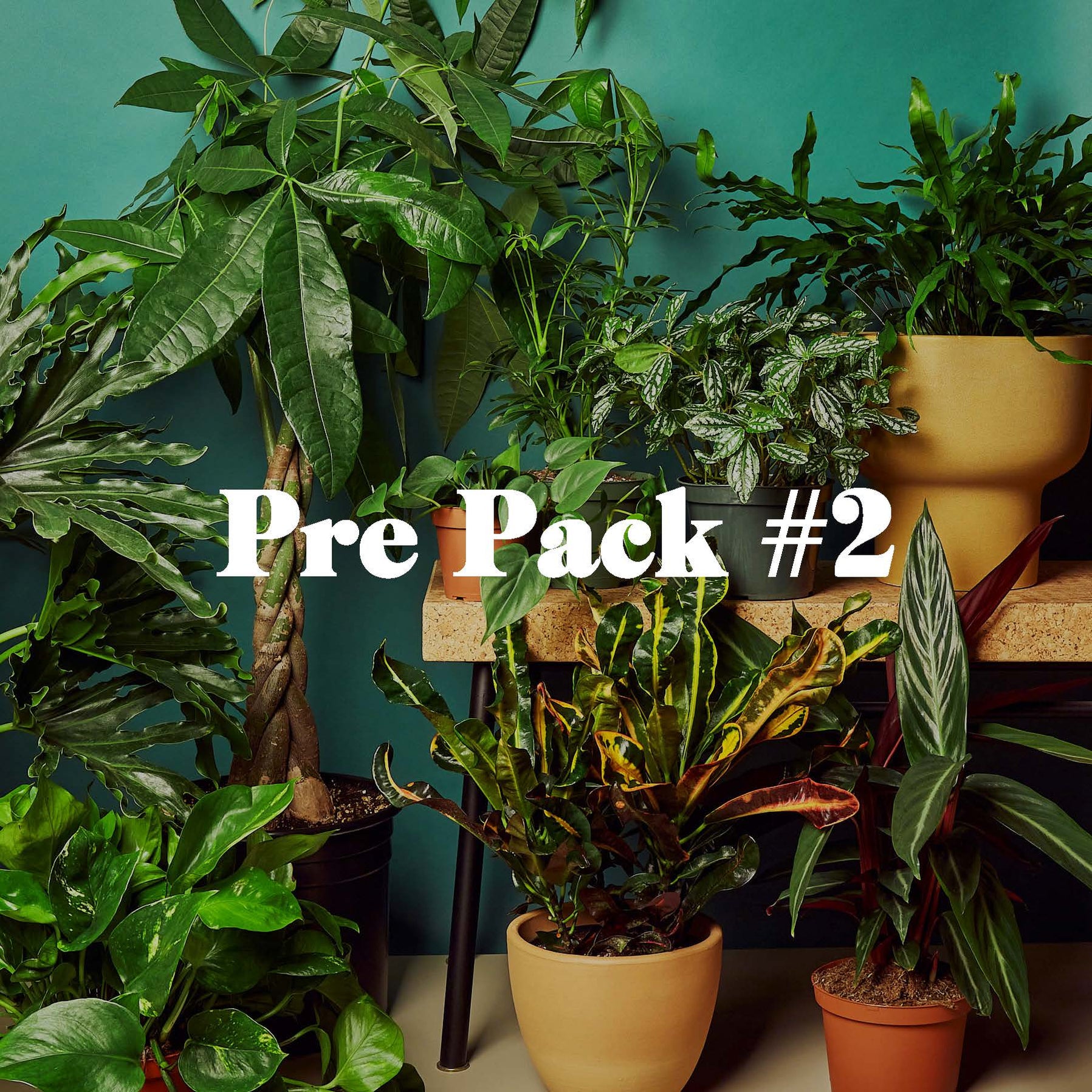 Pre-Packs — house-plant-west