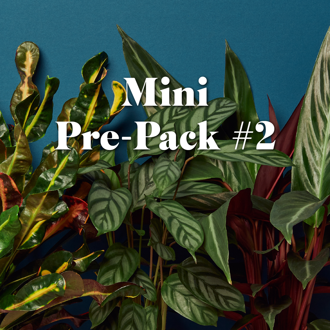 Mini Pre-Pack #2 | House Plant Wholesale Bundle — house-plant-west